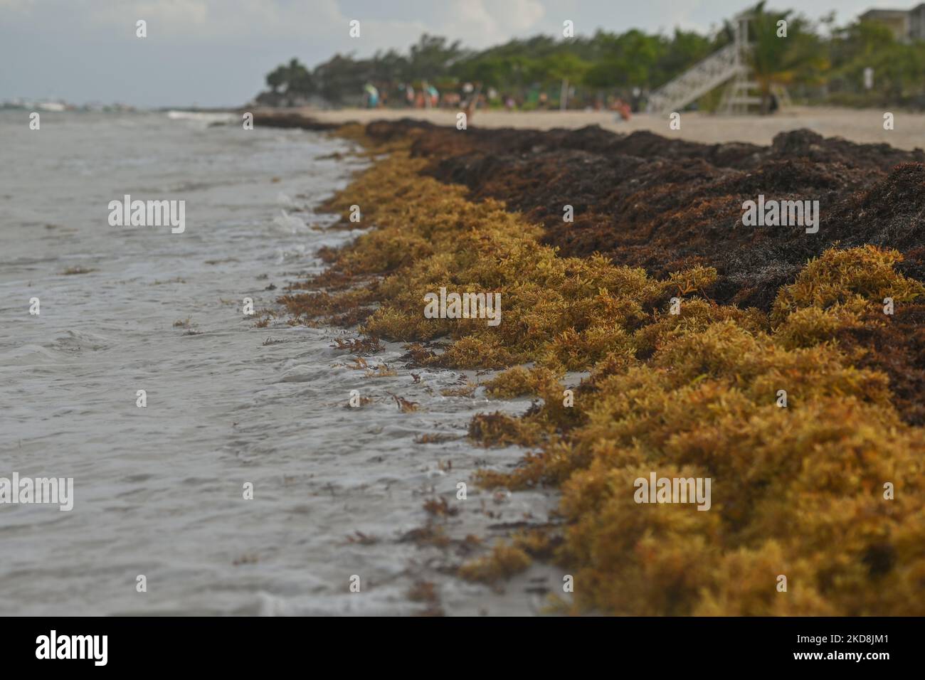 Old sargassum seaweed hi-res stock photography and images - Alamy