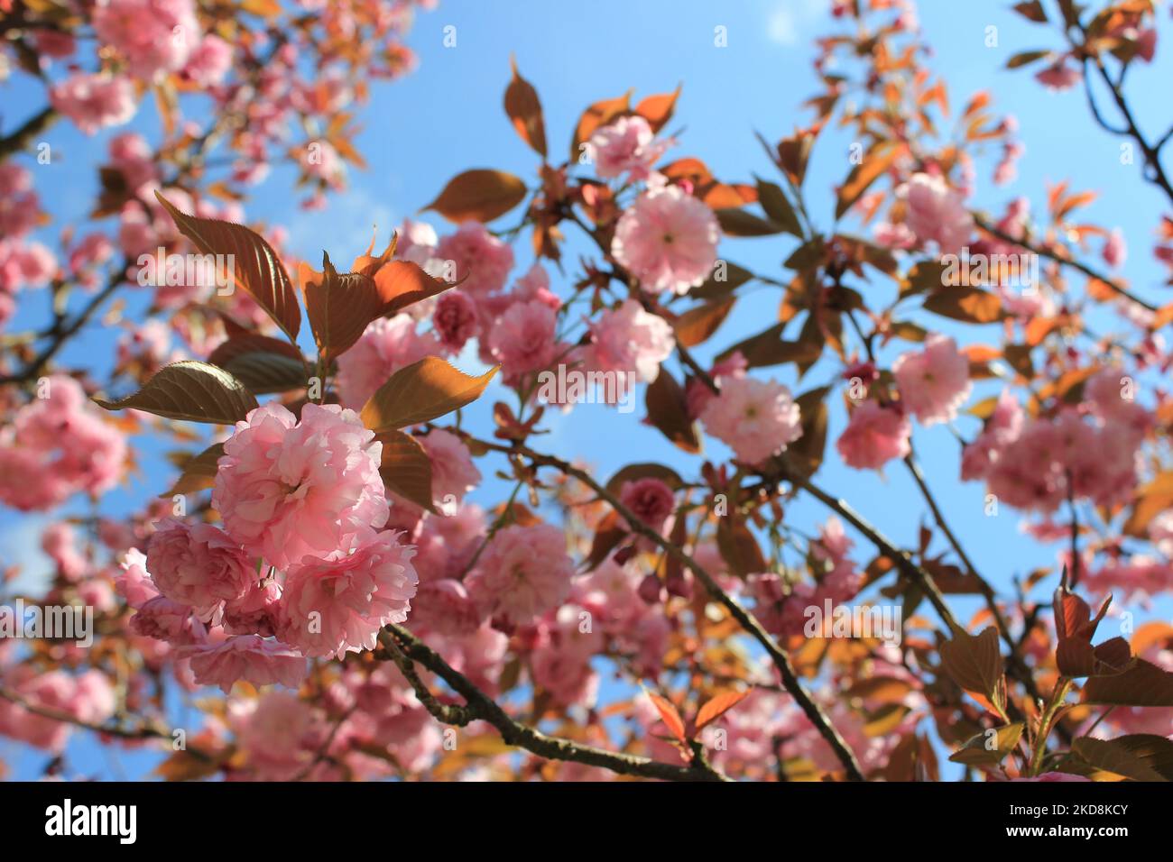 A blooming tree of light pinky flowers called Prunus 'Kanzan' Stock ...