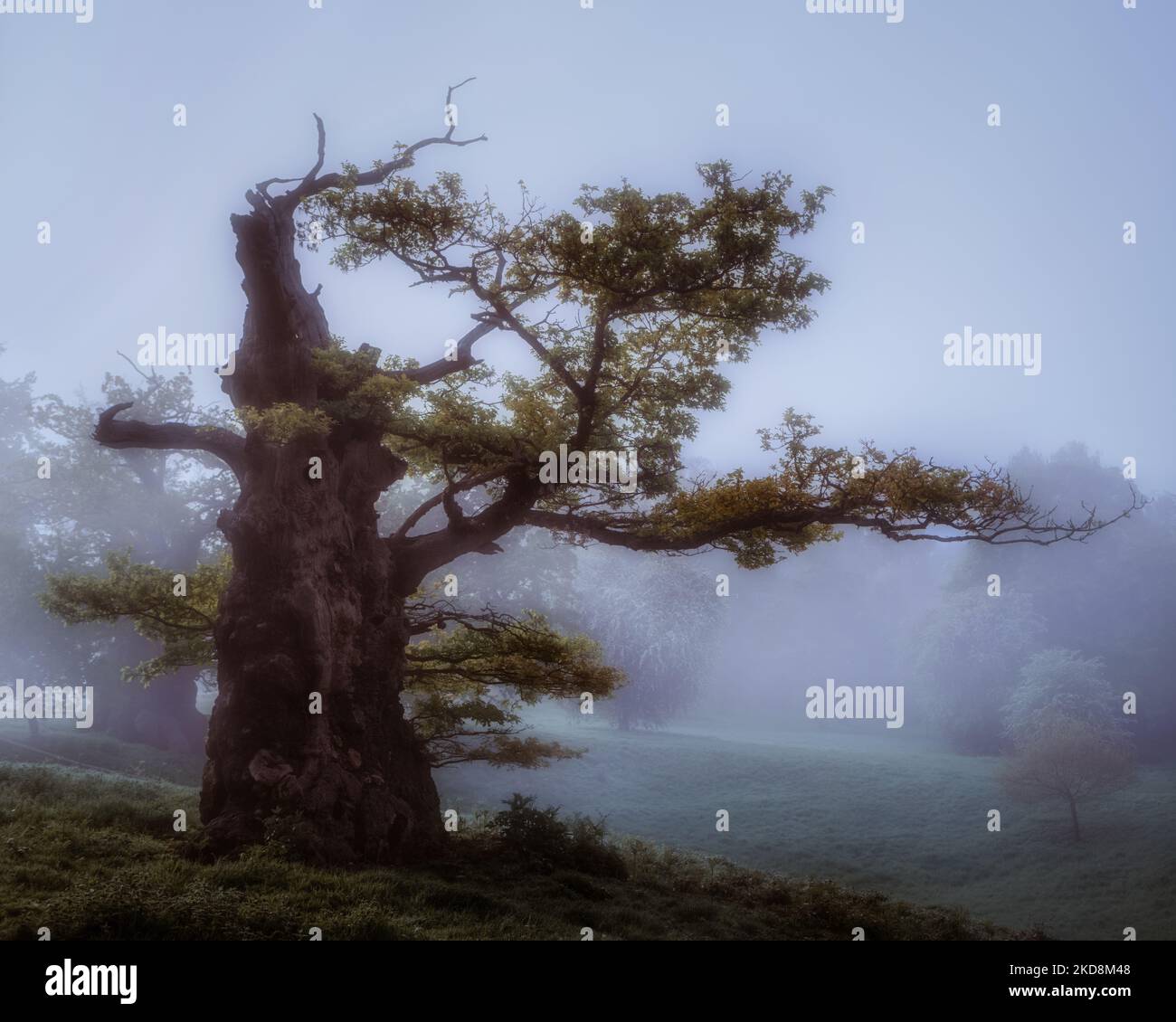 An ancient English oak tree in Hatfield Park, Hertfordshire on a foggy ...