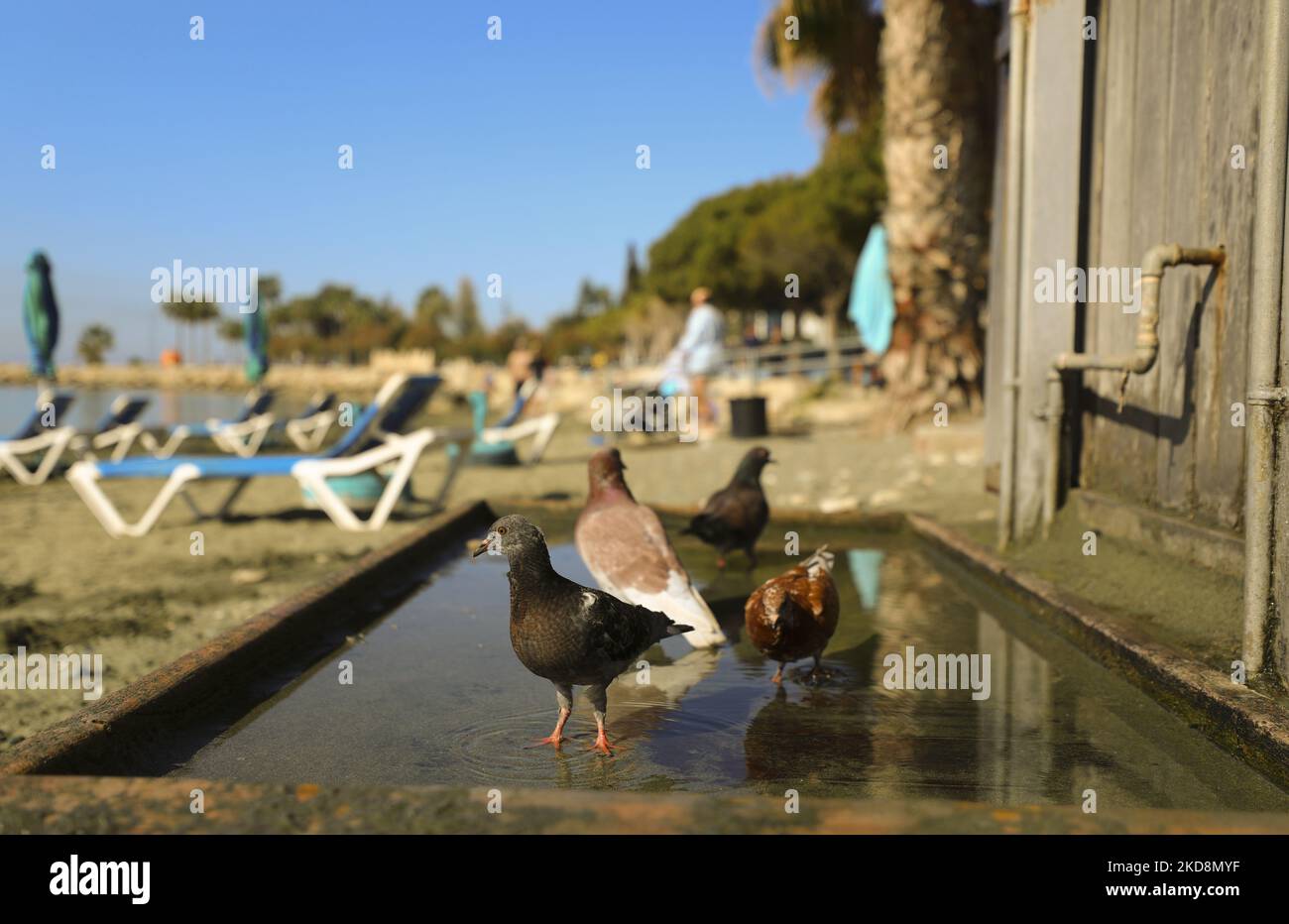 Pigeons bathe in a bathtub where water flows from a shower on the ...