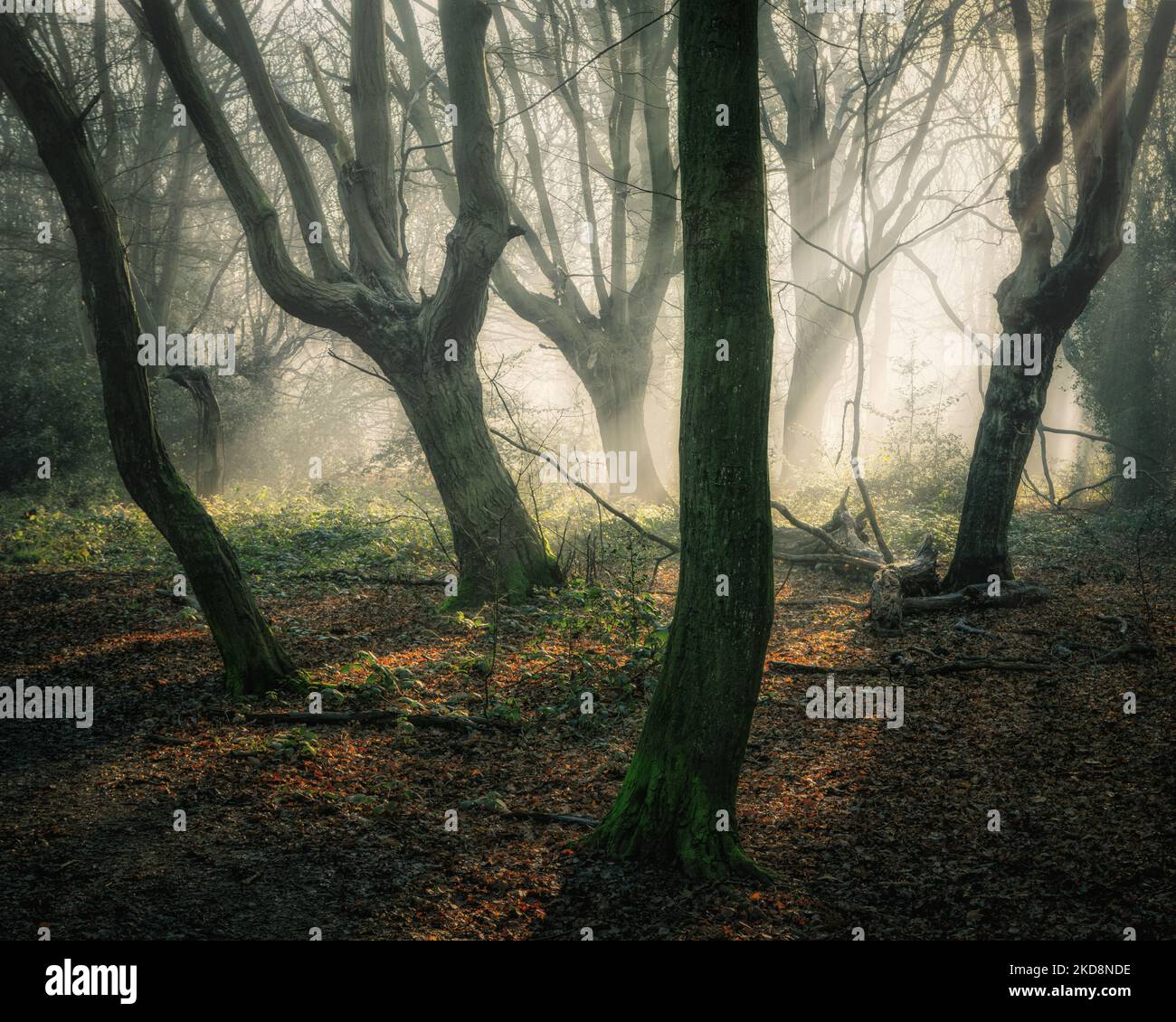 A mysterious foggy forest scenery Stock Photo - Alamy