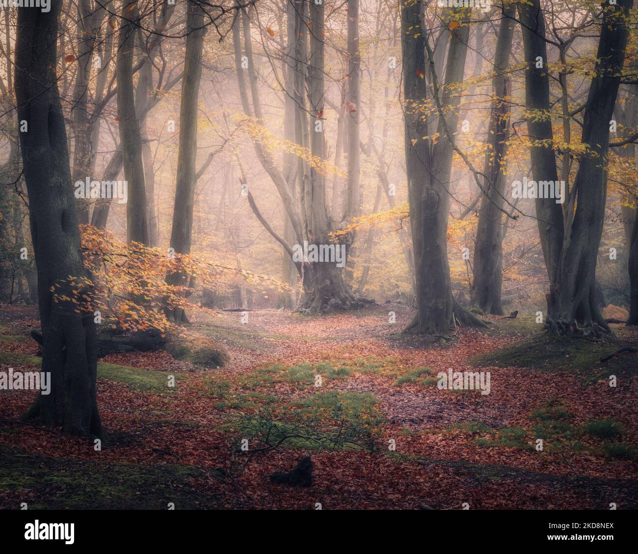 A mysterious foggy forest scenery Stock Photo - Alamy