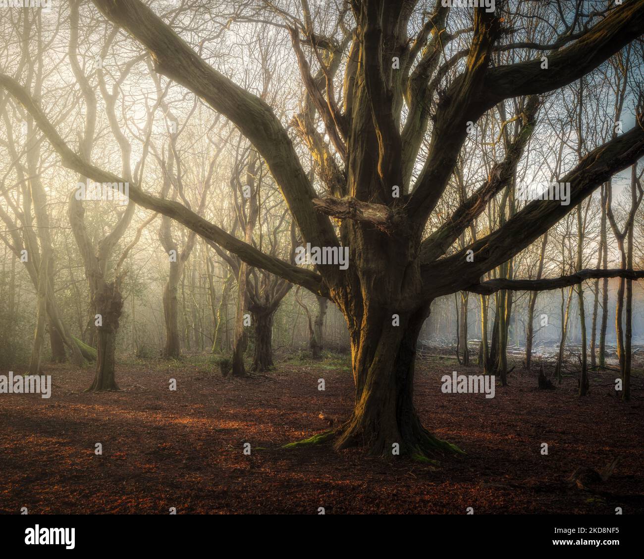 A mysterious foggy forest scenery Stock Photo - Alamy