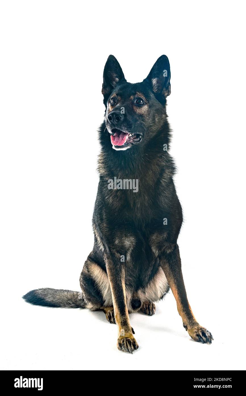 gray german shepherd in front of white background Stock Photo - Alamy
