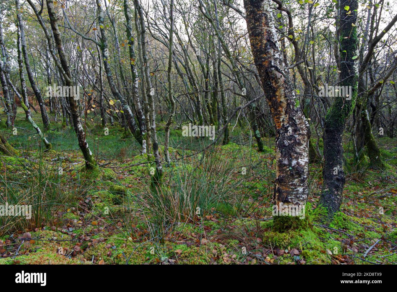 Ancient wet woodland dominated by downy birch trees near Tal-y-Cae ...