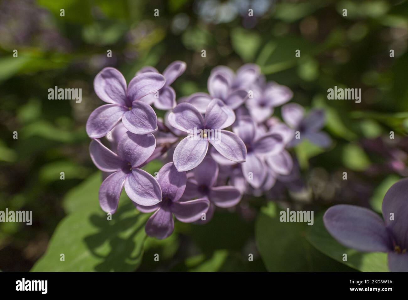 Close up at the Common Lilac scientifically known as Syringa vulgaris ...