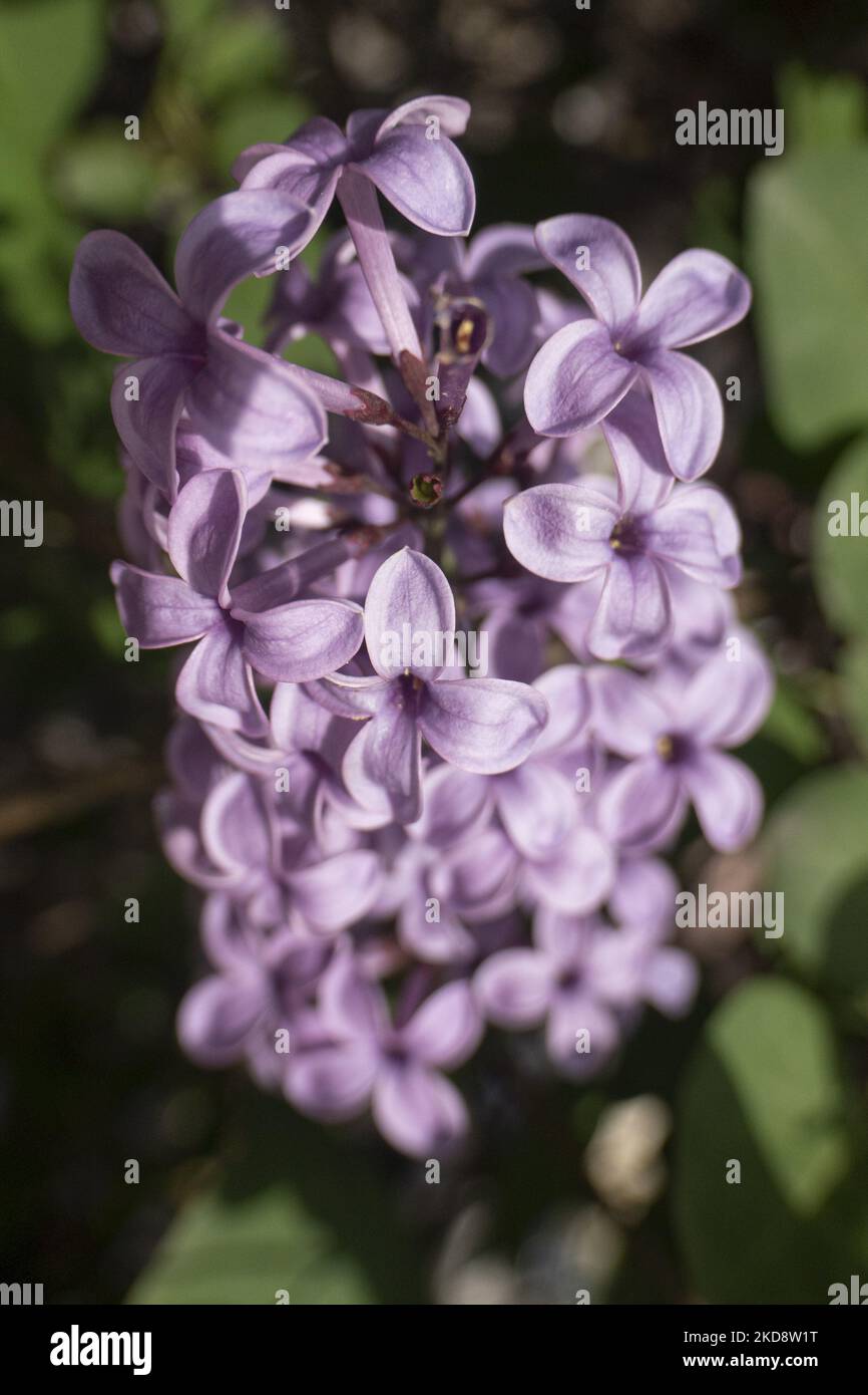 Close up at the Common Lilac scientifically known as Syringa vulgaris ...