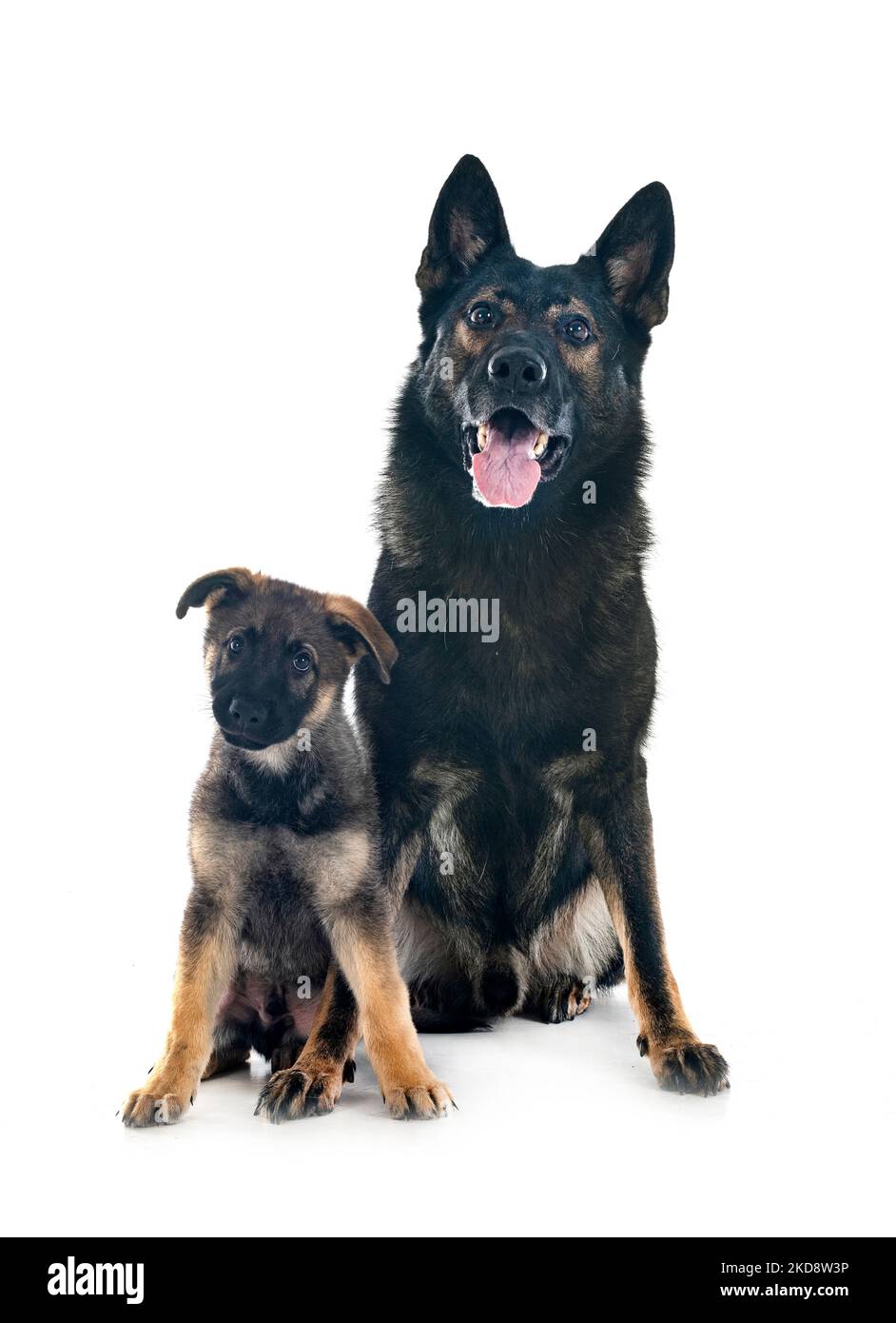 gray german shepherds in front of white background Stock Photo - Alamy