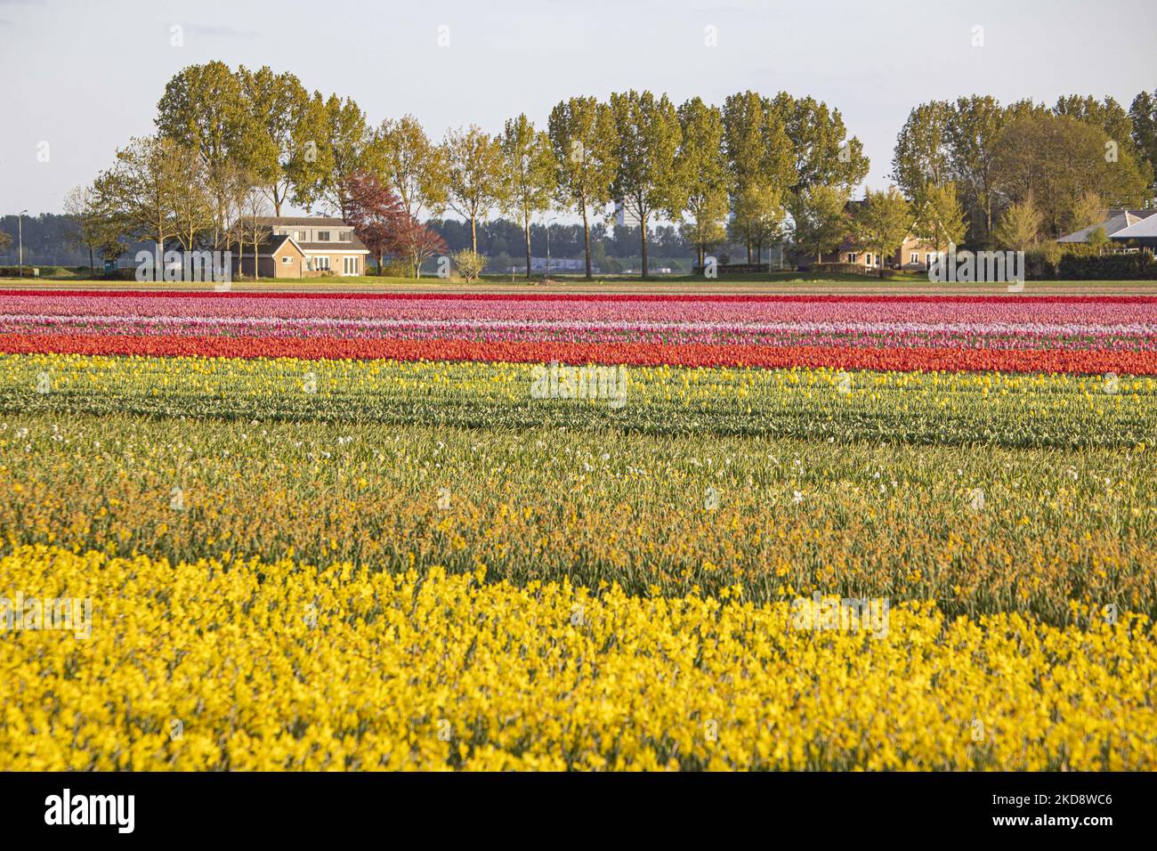 Magic Dutch spring season with the bulbs of Tulip flowers blossoming in ...