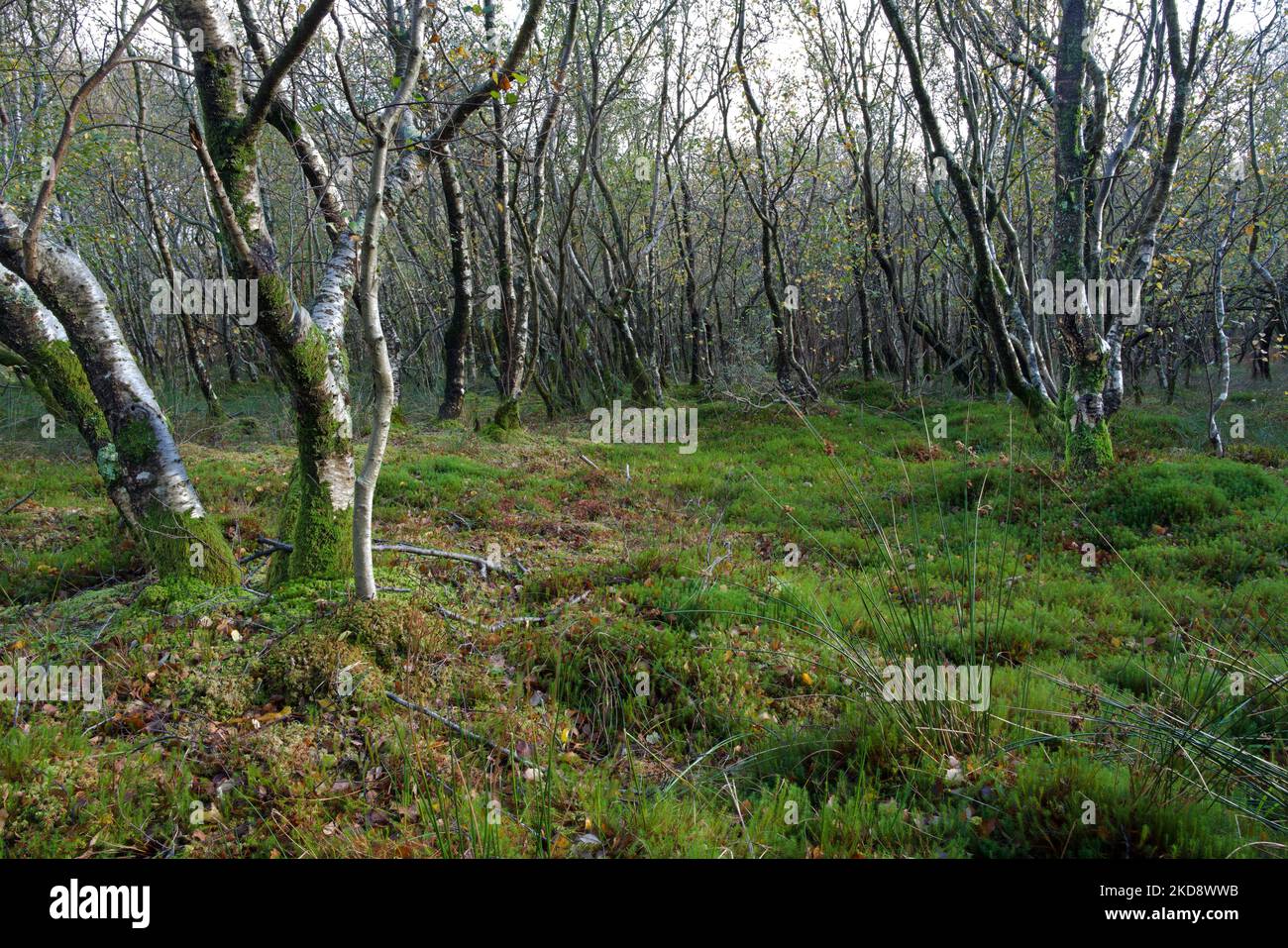 Ancient wet woodland dominated by downy birch trees near Tal-y-Cae ...