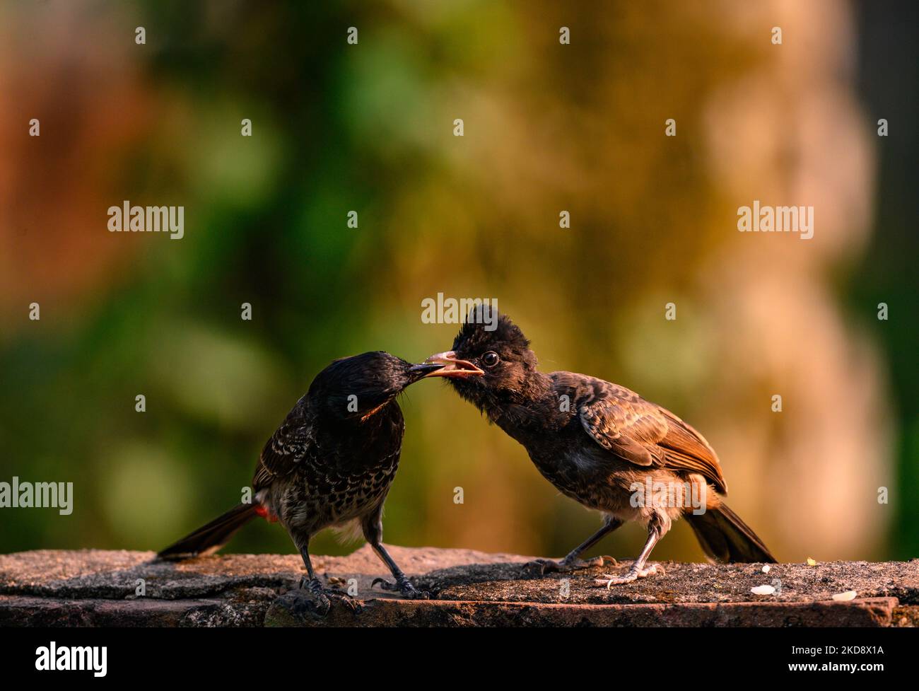 The Red-vented Bulbul (Pycnonotus cafer) chick is eating rice from its ...