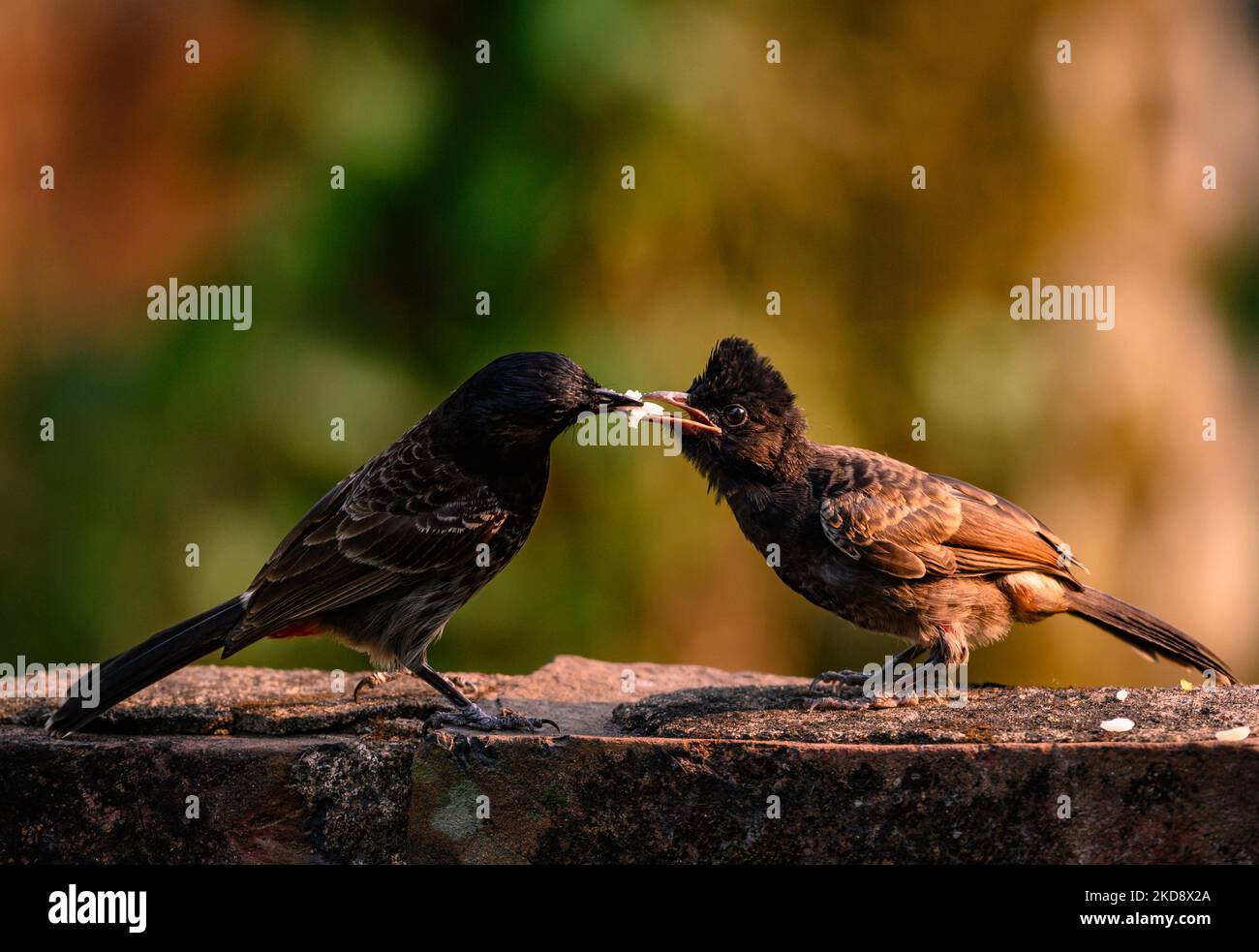 The Red-vented Bulbul (Pycnonotus cafer) chick is eating rice from its ...