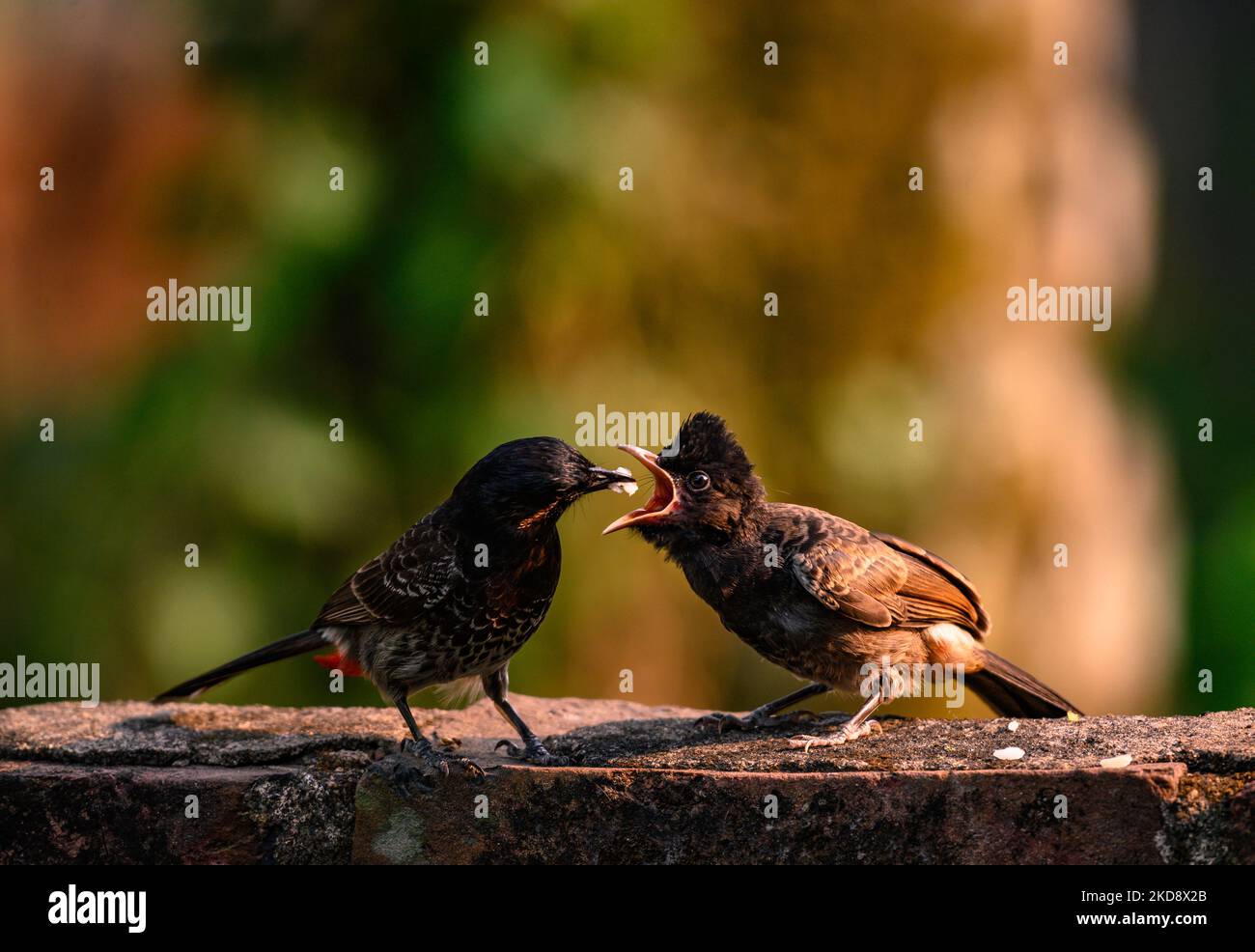 The Red-vented Bulbul (Pycnonotus cafer) chick is eating rice from its ...