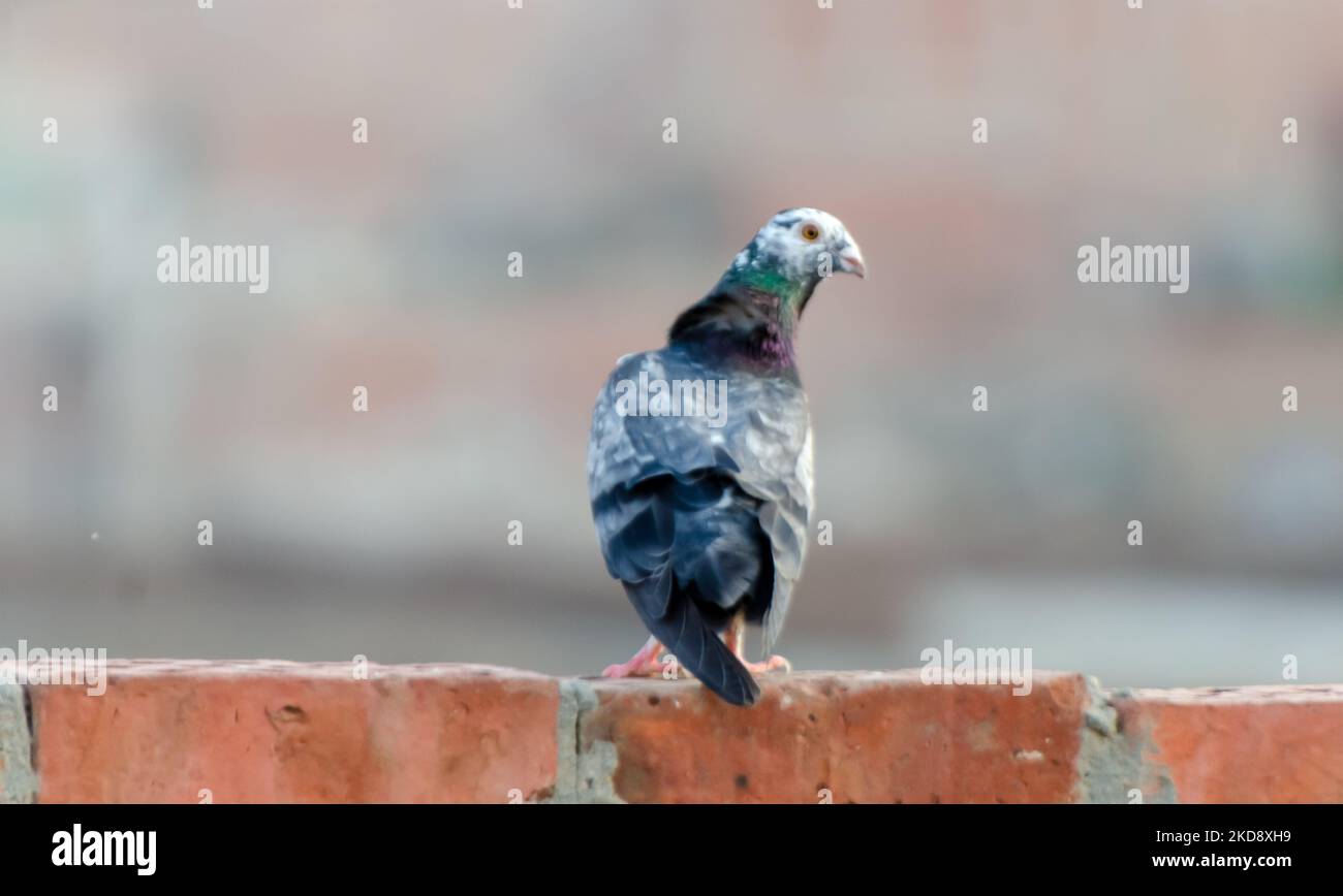 a selective focus closeup shot of the back of a dove Stock Photo - Alamy