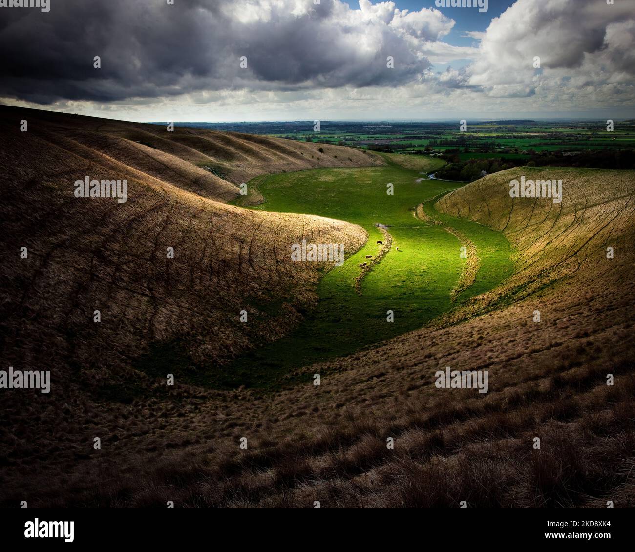 A Cattle in The Manger, Whitehorse Hill, Oxfordshire Stock Photo - Alamy