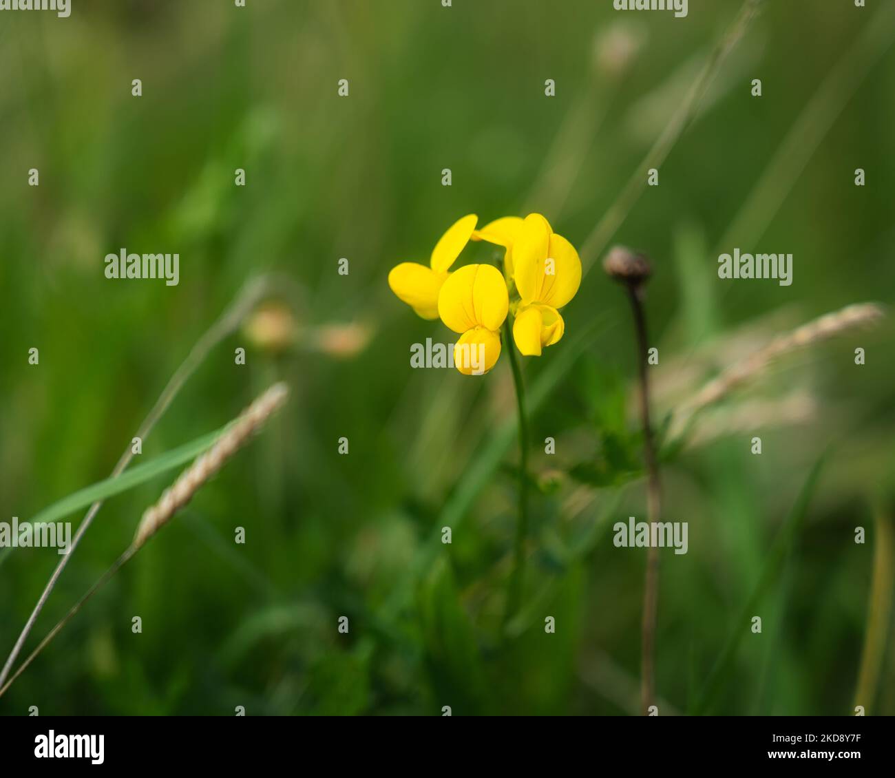 A selective focus shot of small yellow meadow flowers Stock Photo - Alamy