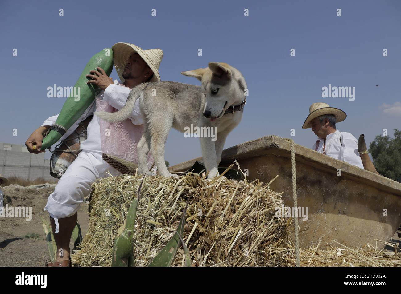 A donkey and three people dressed as tlachiqueros (mead extractors and ...