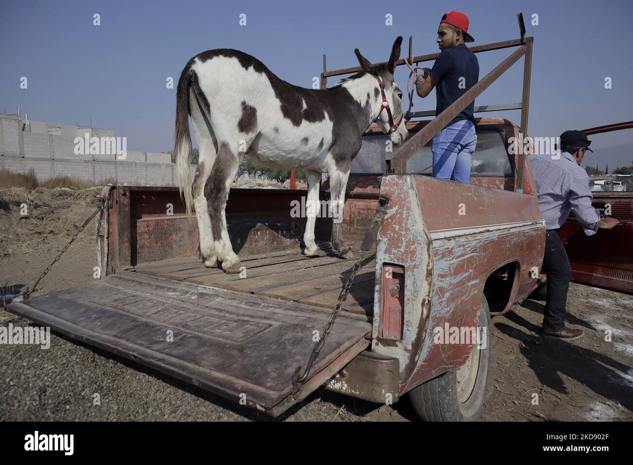 A person carries a donkey during the Donkey Fair on the occasion of ...