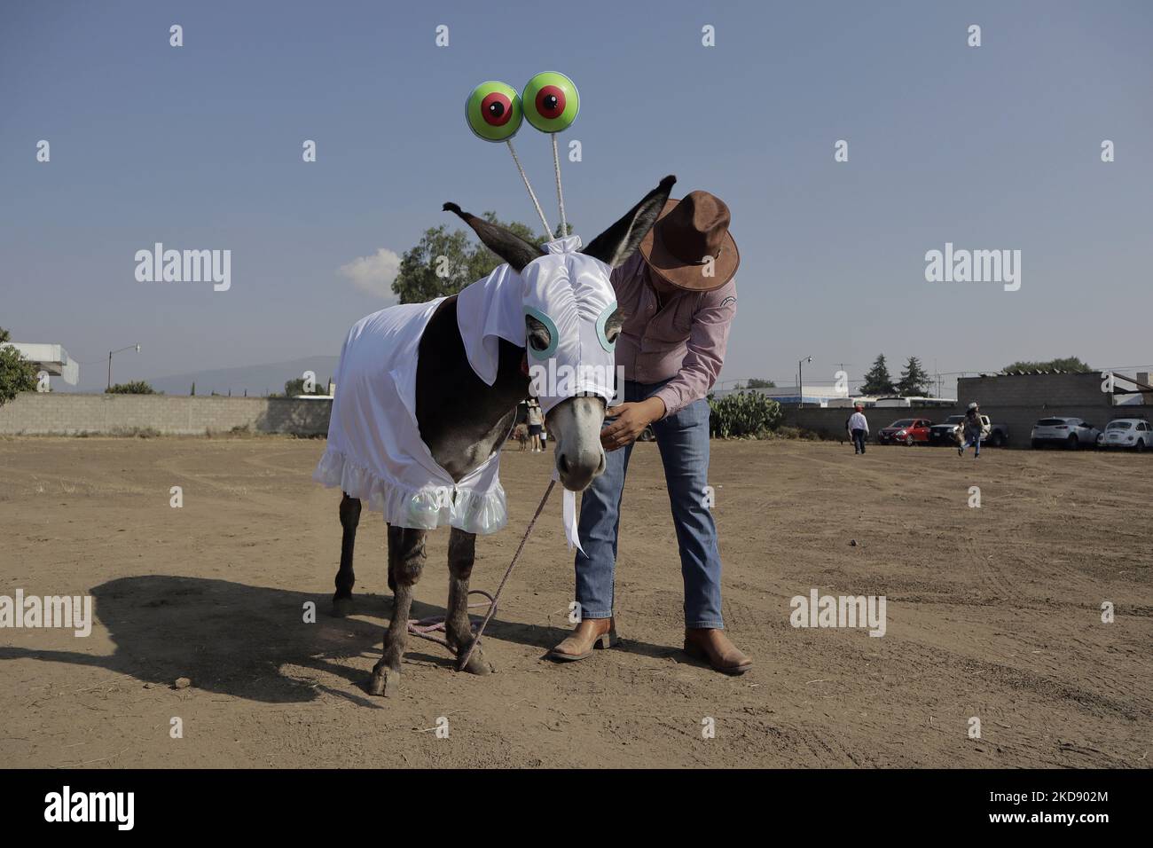 A donkey being disguised by a person at the Donkey Fair on the occasion ...