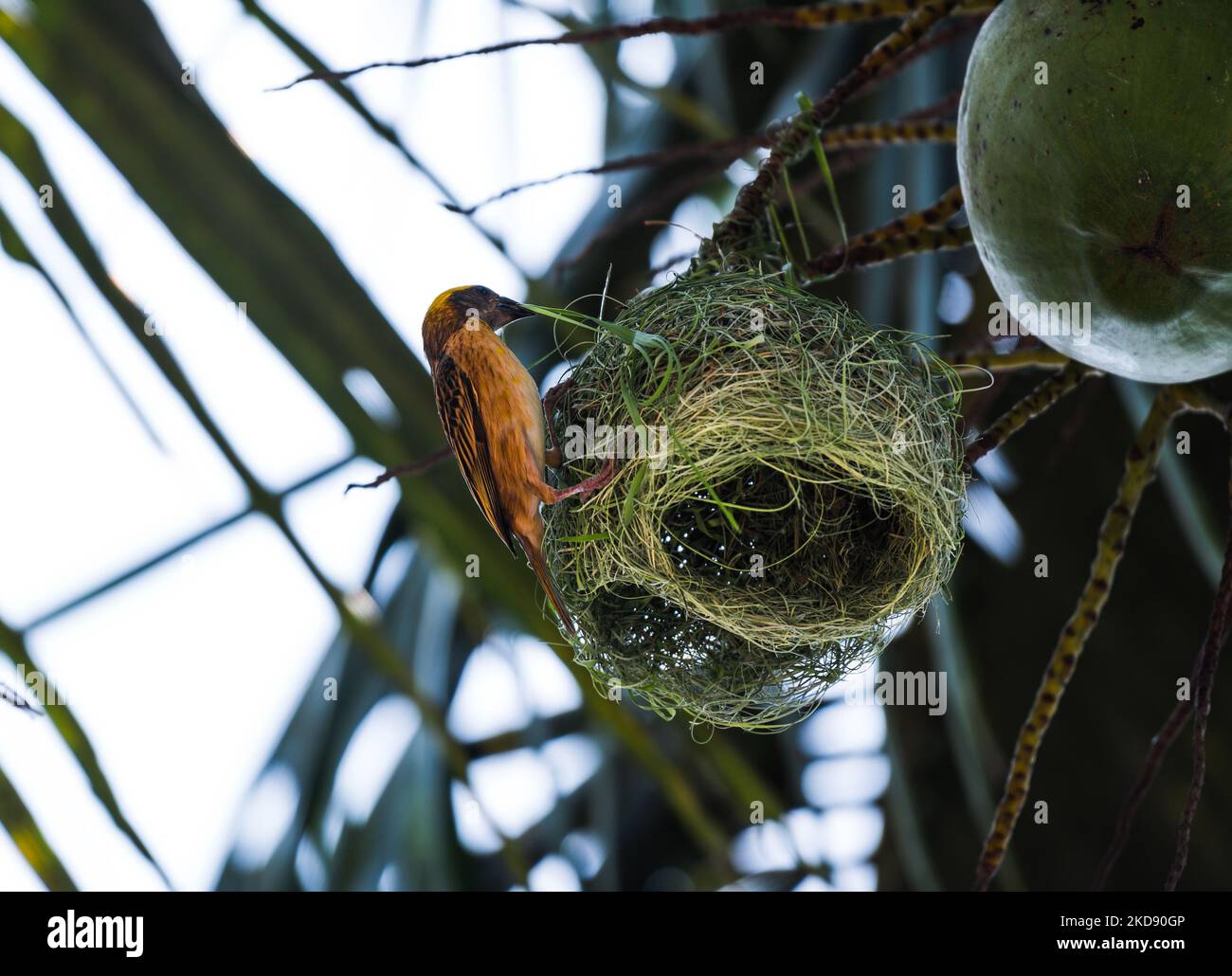 The baya weaver (Ploceus philippinus) is a weaverbird found in the ...