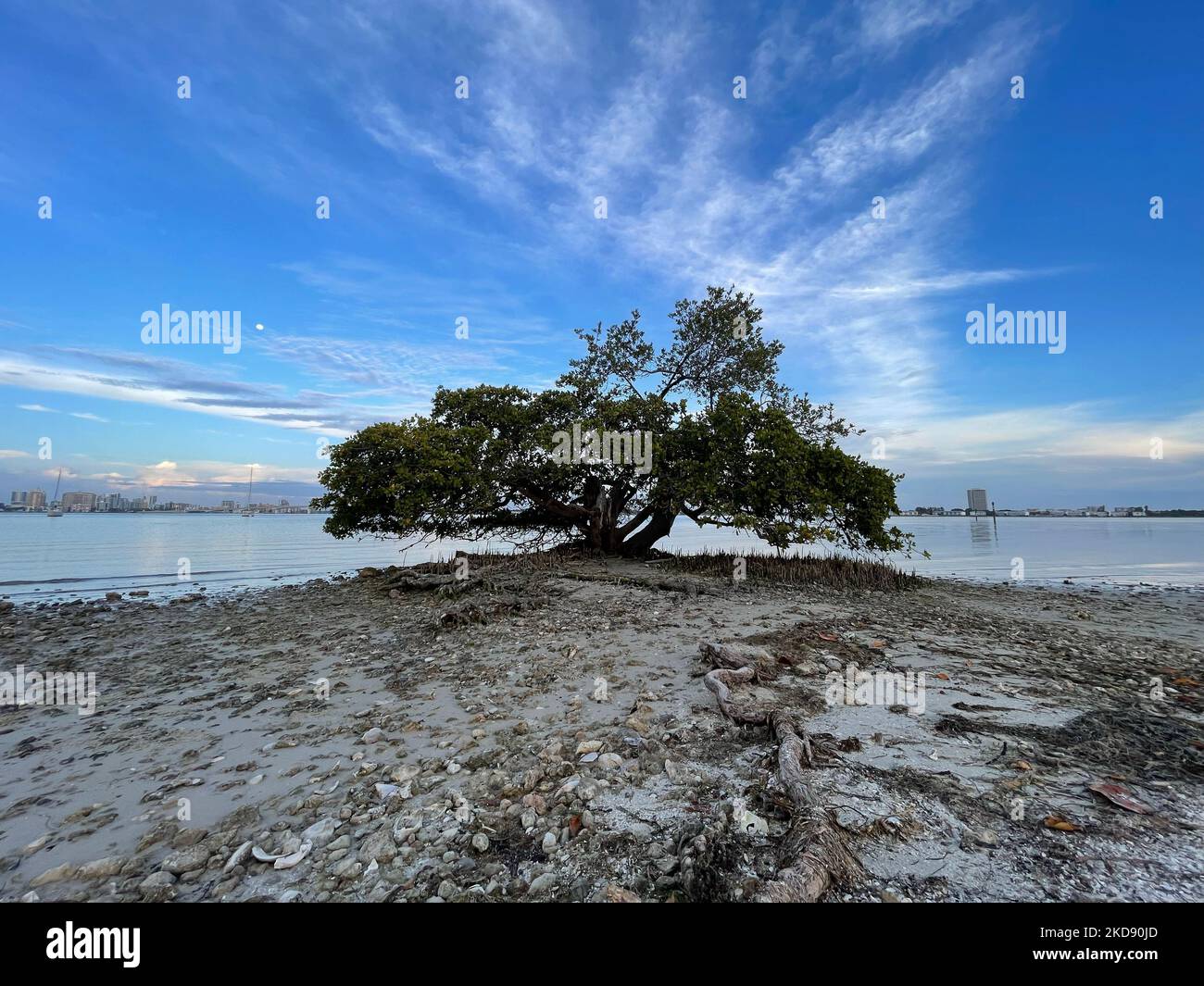 The Sarasota Florida bayfront during the daytime Stock Photo - Alamy