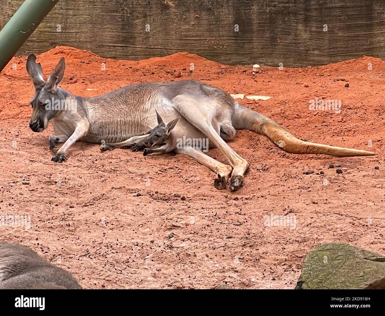 A kangaroo relaxing on the red sand Stock Photo - Alamy