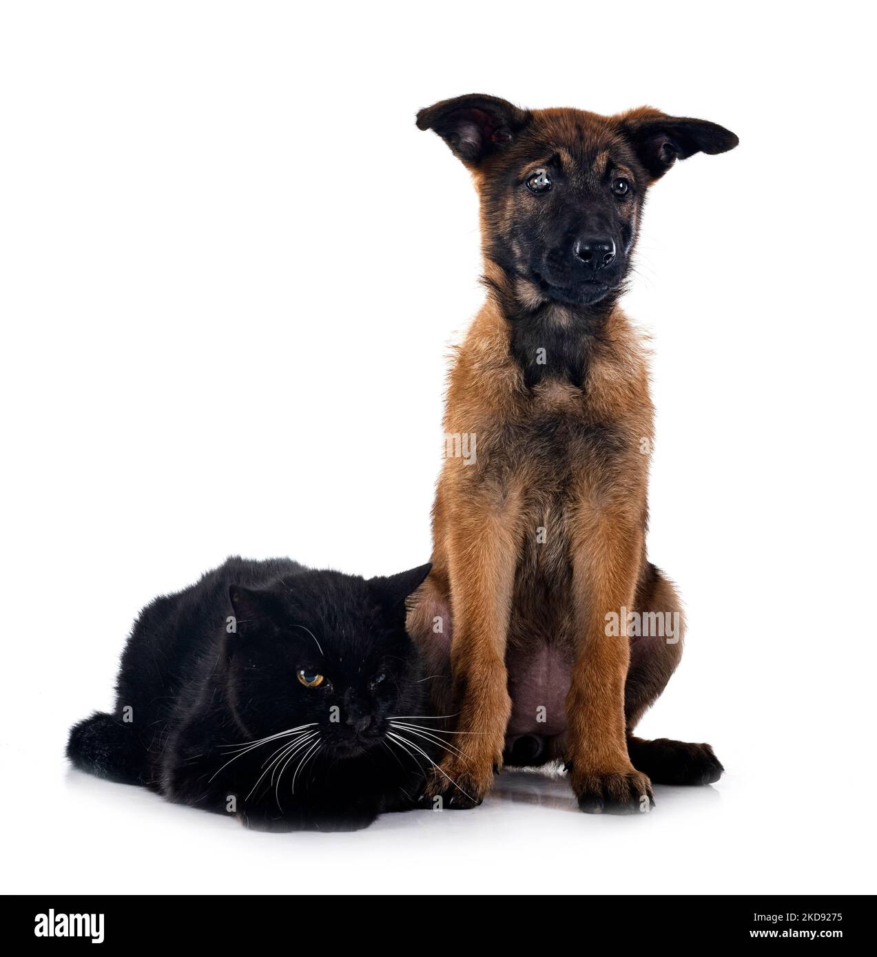 puppy belgian shepherd and cat in front of white background Stock Photo ...