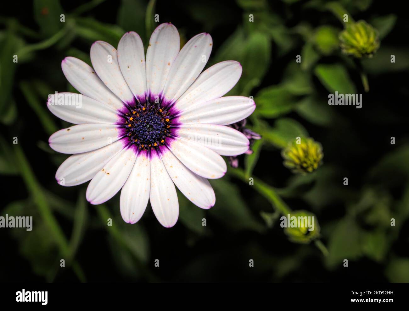 A closeup shot of beautiful a Cape marguerite flower blooming in a ...