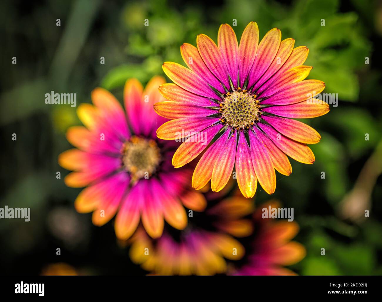 A closeup shot of beautiful Cape marguerite flowers blooming in a ...