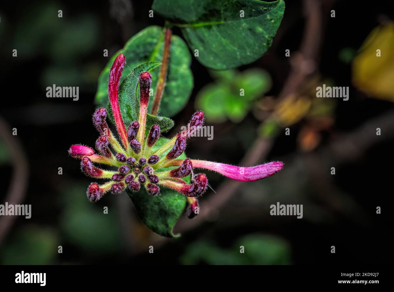 A closeup shot of beautiful a honeysuckle flower blooming in a garden ...