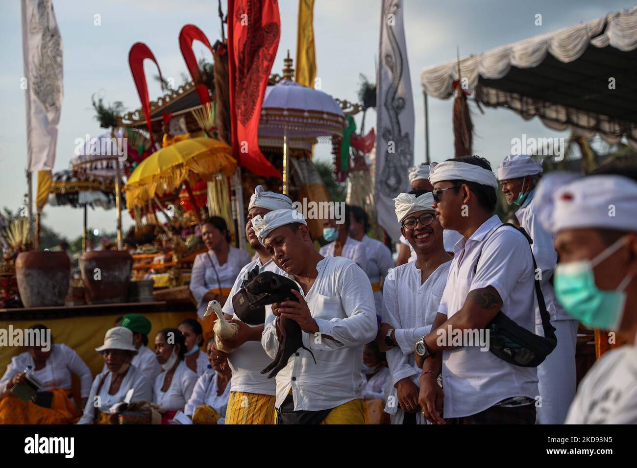 A Balinese Hindu man holds a pig for offerings to gods during the ...