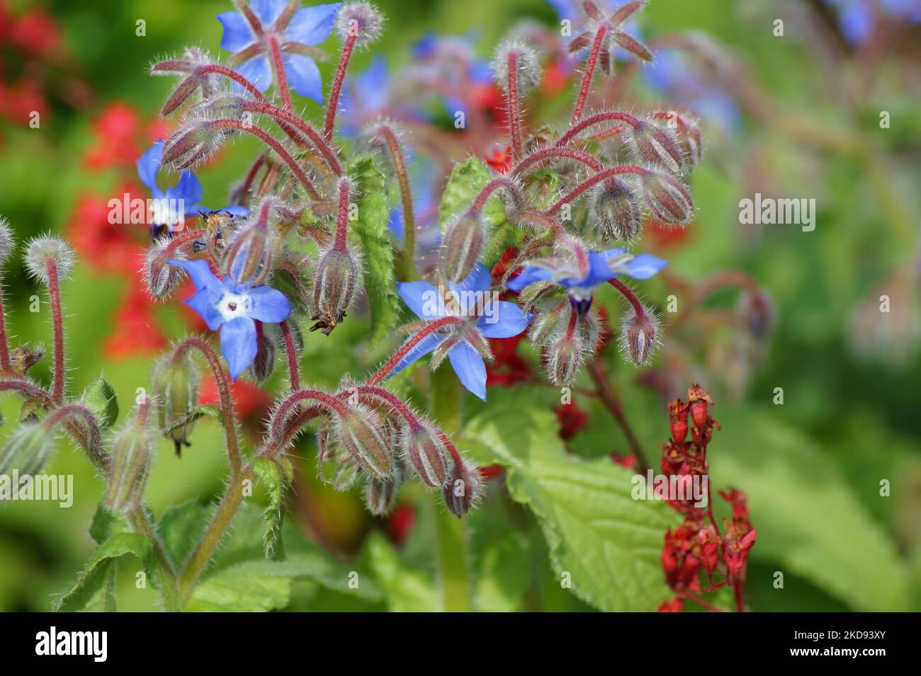 Many blue flowers hi-res stock photography and images - Alamy