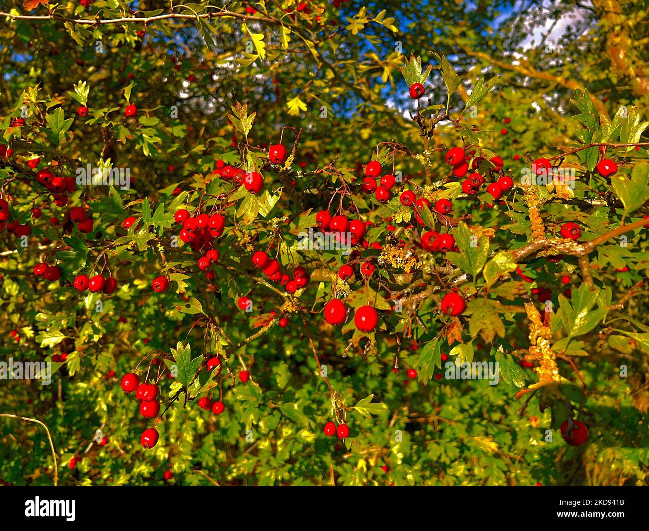 A Blood red hawthorn growth with green leaves under the sunlight Stock ...