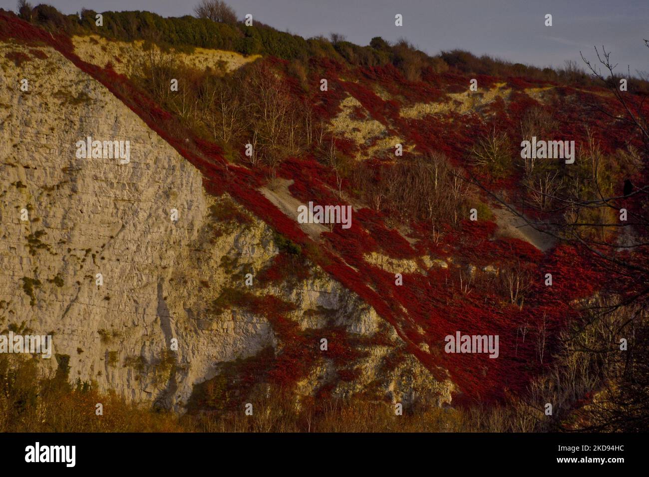 A White cliff covered in velvet red foliage in Lewes, East Sussex ...