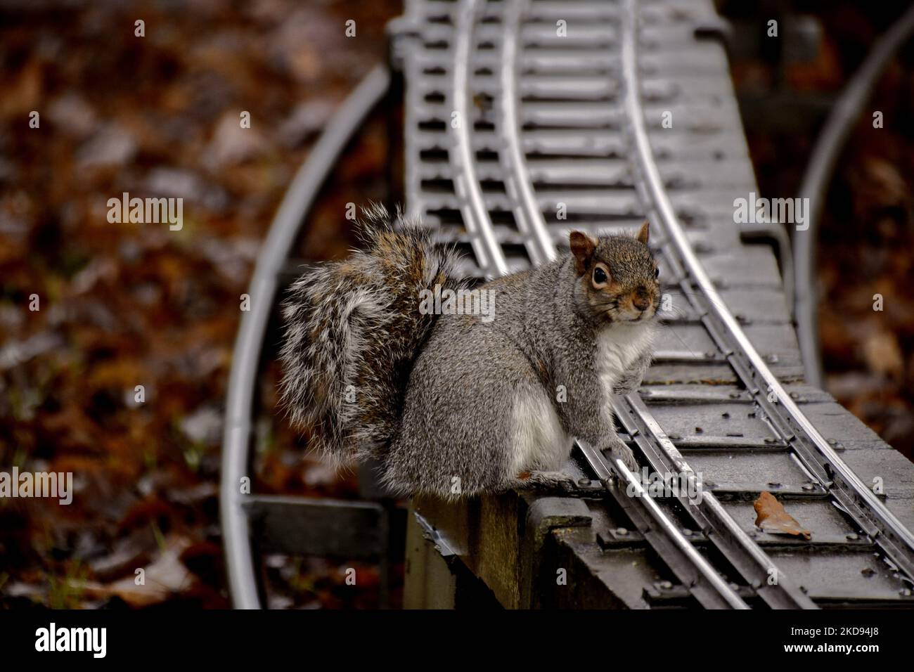 Railway tracks animal hi-res stock photography and images - Alamy