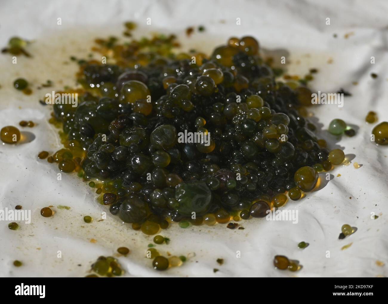 Sweetwater green algae hi-res stock photography and images - Alamy
