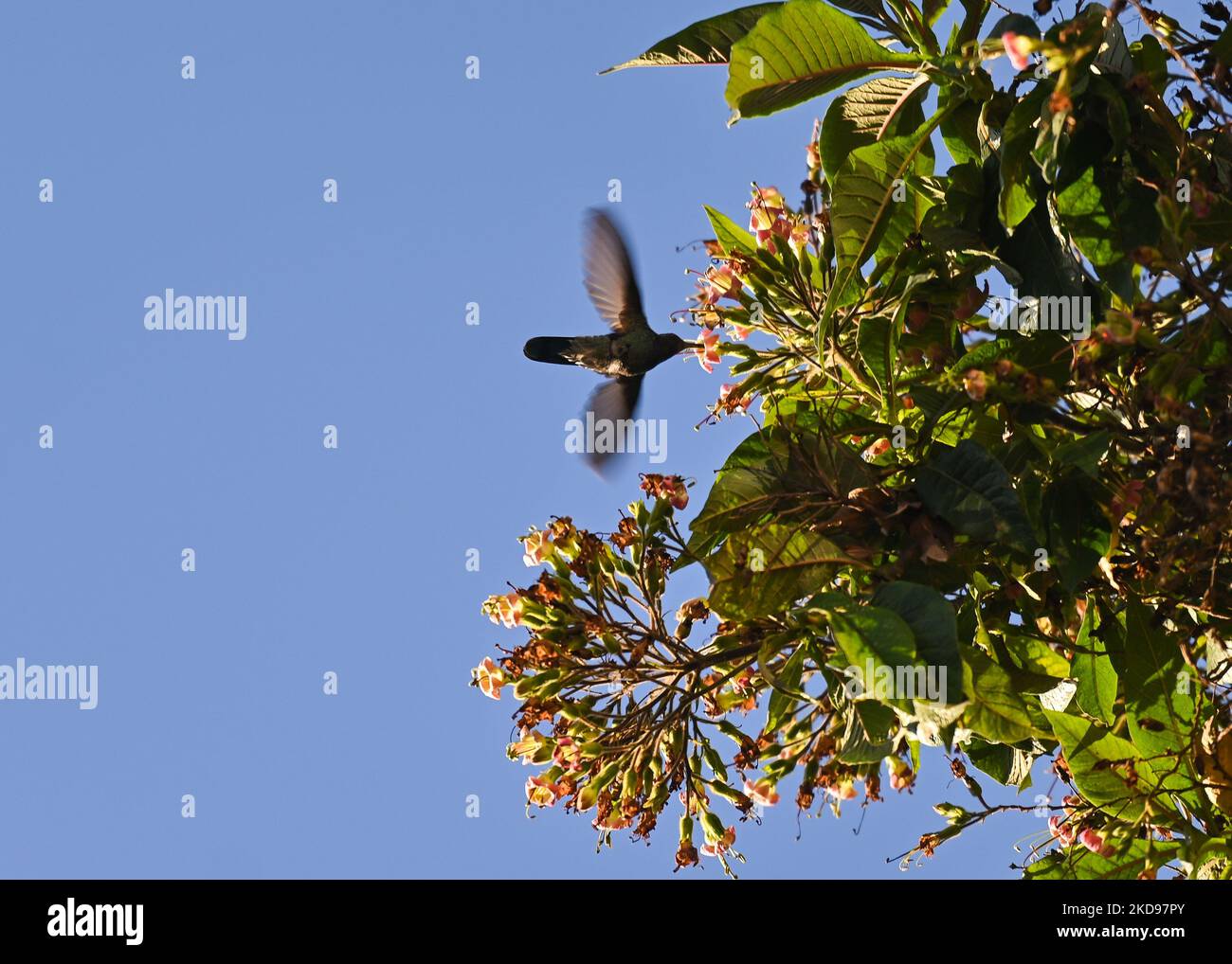 A hummingbird drinks nectar from a flower (in Cusco. On Sunday, 17 ...