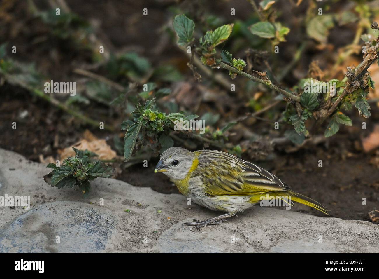 Grassland Yellow Finch