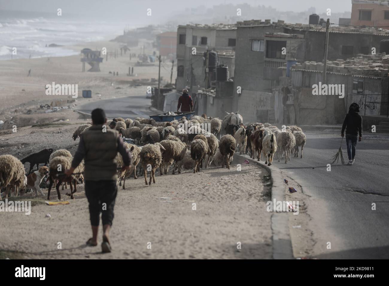 Palestinian shepherds walk with their sheep on a street in the Deir al ...