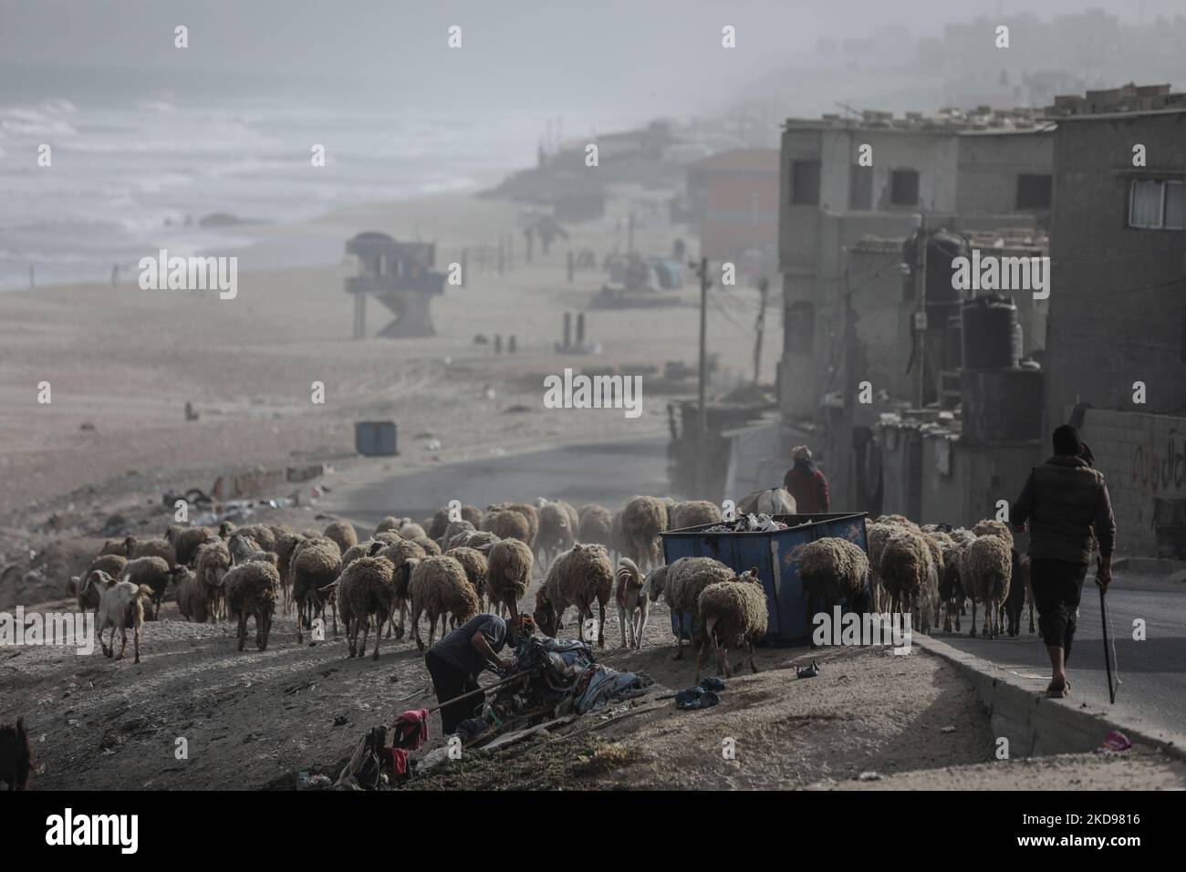 Palestinian shepherds walk with their sheep on a street in the Deir al ...