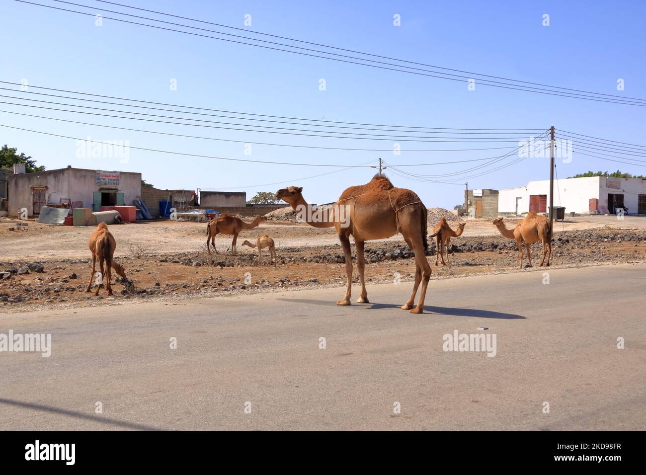 free walking camel crosses the street in oman Stock Photo - Alamy