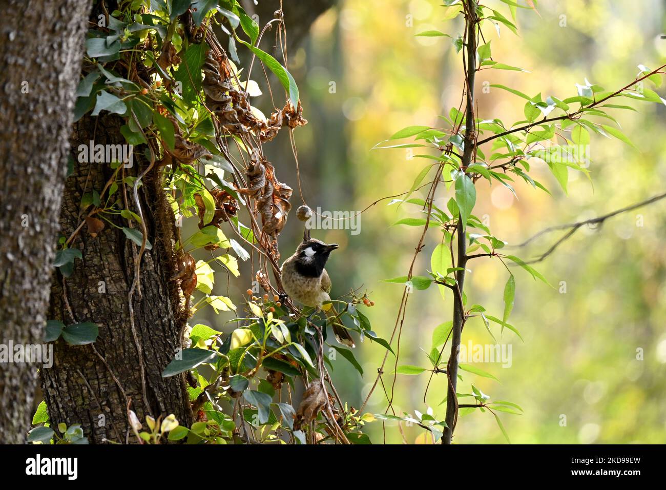 A lovely view of a bright forest with a cute Himalayan bulbul perched ...