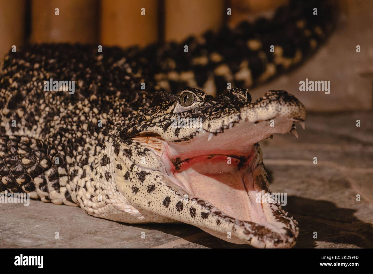 A closeup of a young saltwater crocodile opening its jaws and showing ...