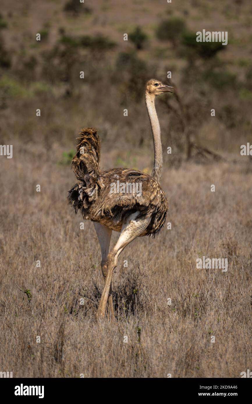 Female common ostrich stands in sunny savannah Stock Photo - Alamy