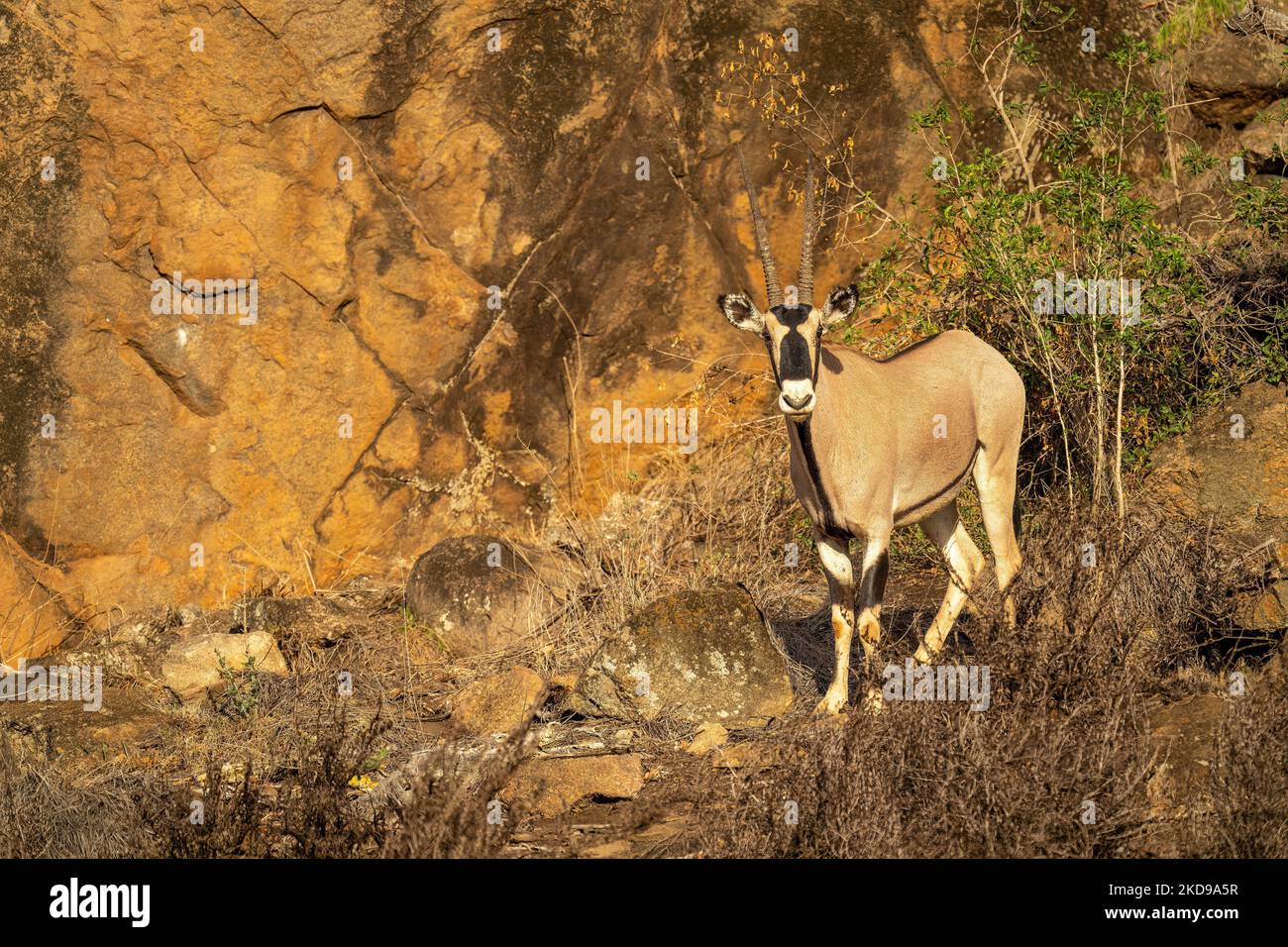 Gemsbok stands by sunlit cliff watching camera Stock Photo - Alamy
