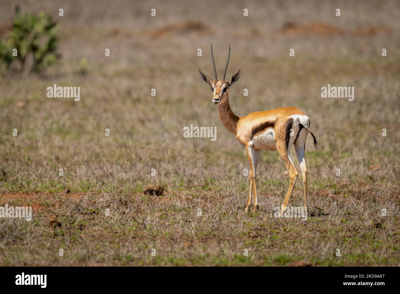 African Gazelle Face