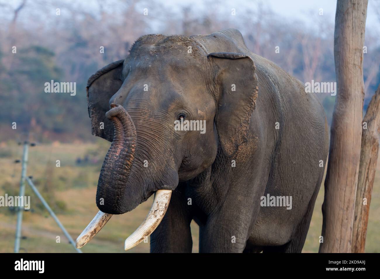 A close-up of a cute elephant with raised trunk standing next to a tree ...