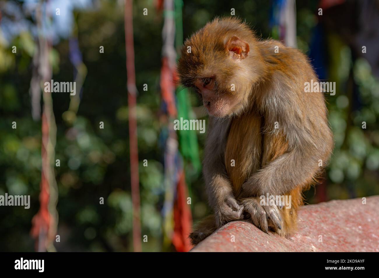 Sad baby monkey hi-res stock photography and images - Alamy