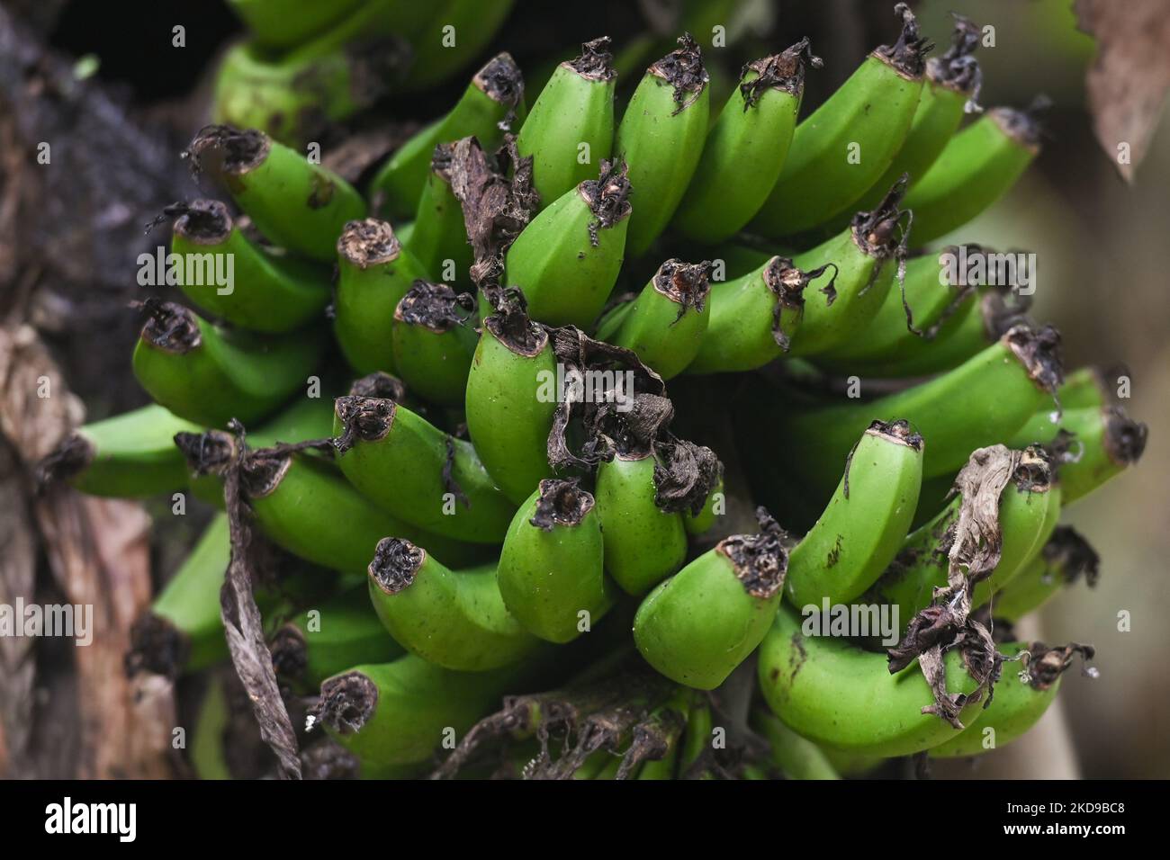 Banana tree near Aguas Calientes. On Wednesday, 20 April 2022, in Aguas ...