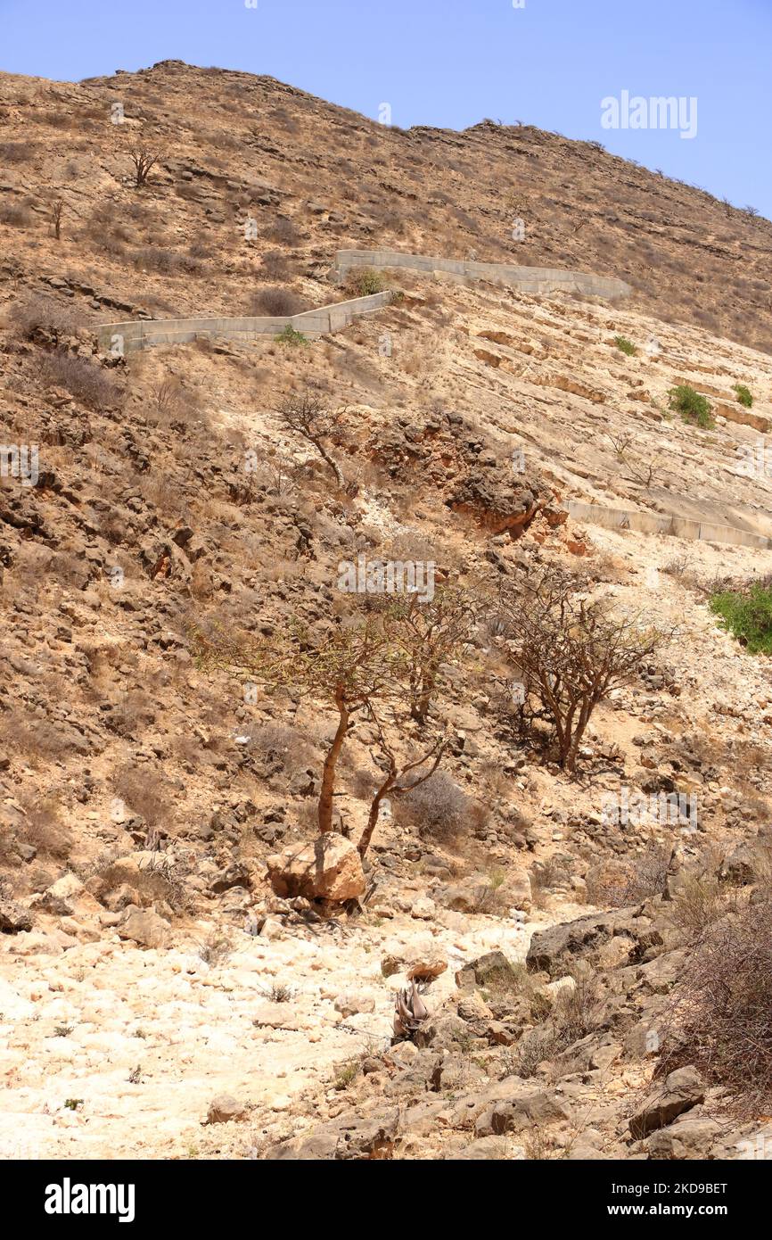 Landscape with Frankincense trees in Dhofar mountains in Oman Stock ...